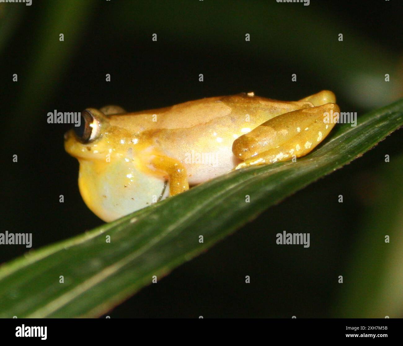 Nigeria banana frog hi-res stock photography and images - Alamy