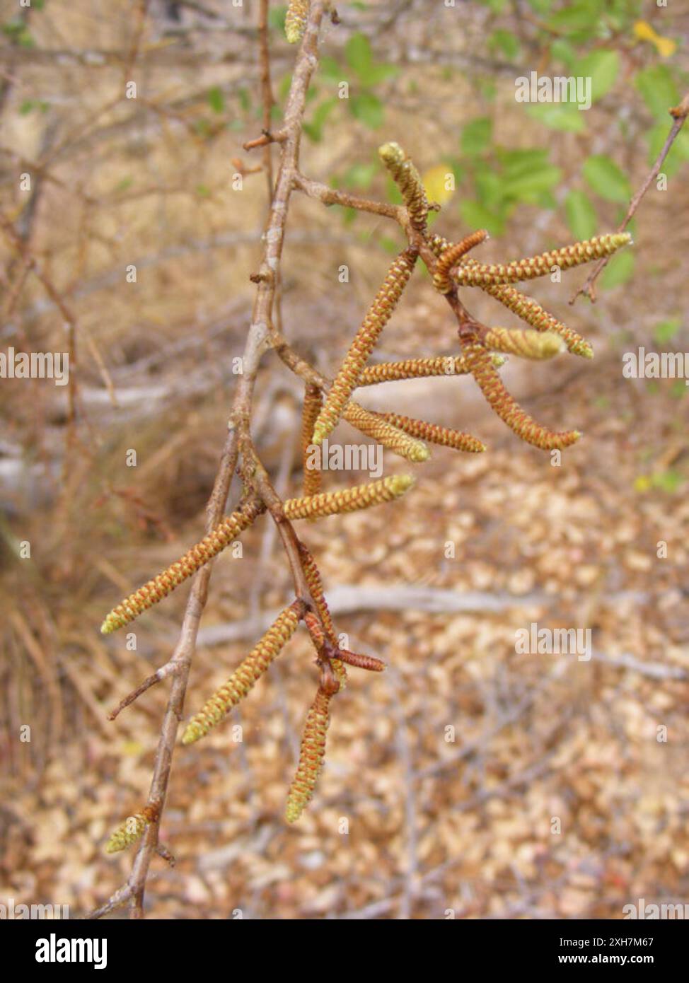 tamboti (Spirostachys africana) 421, Funhalouro: Sasol pipeline route ...