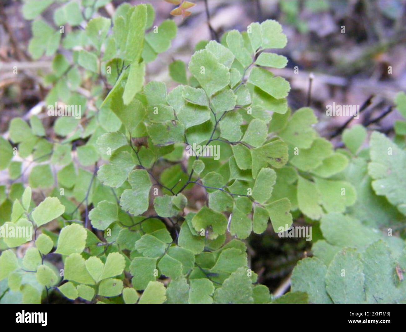 Delta Maidenhair Fern (Adiantum raddianum) Umgeni River Nature Reserve ...