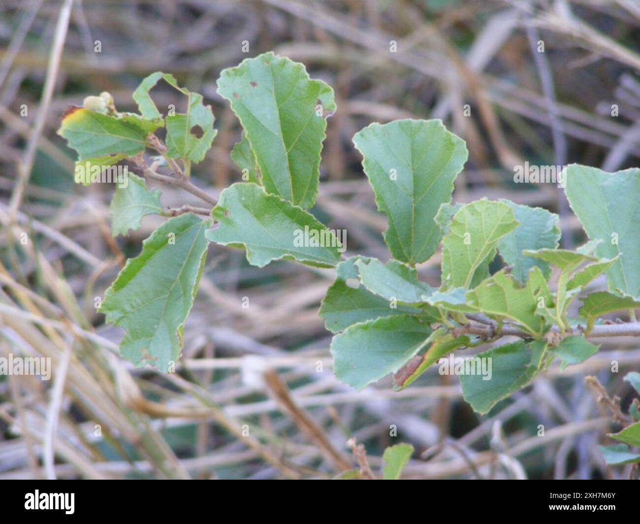 Stellar Raisin (Grewia sulcata sulcata) 421, Funhalouro: On Sasol ...