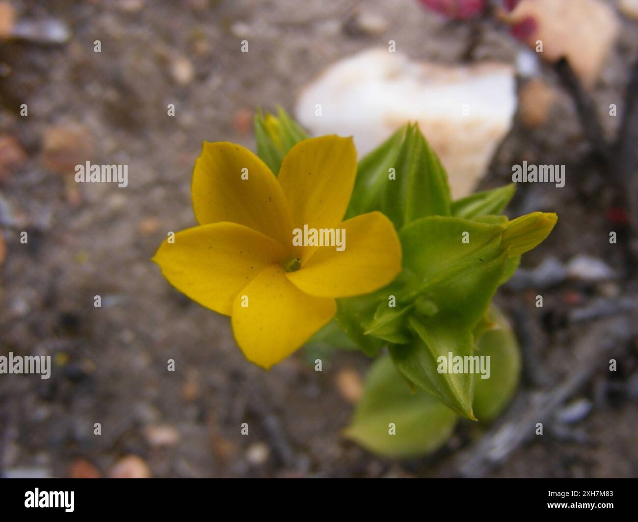 Common Yellowwort (Sebaea exacoides) Rooiberg Jeep track in the ...