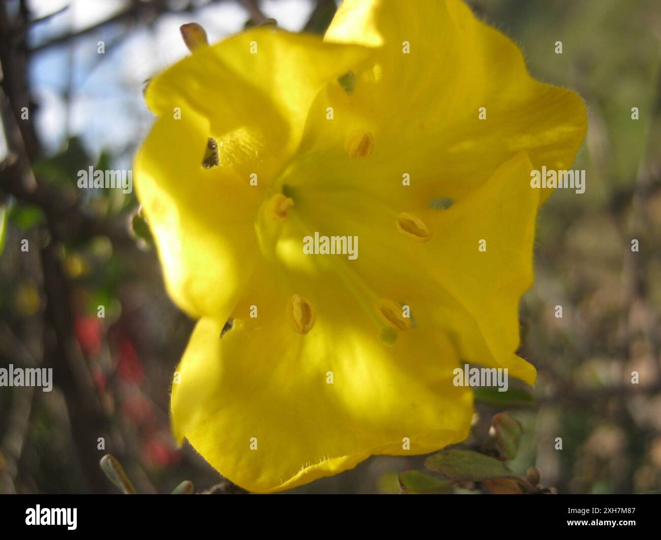 Karoo rhigozum hi-res stock photography and images - Alamy