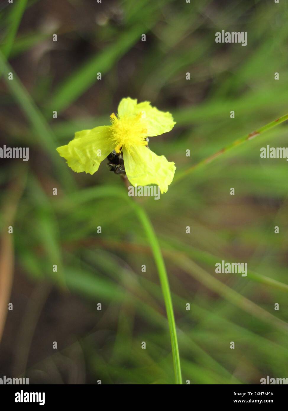 (Xyris capensis) N11, Botshabelo, Middelburg - MP: Botshabelo Nature ...