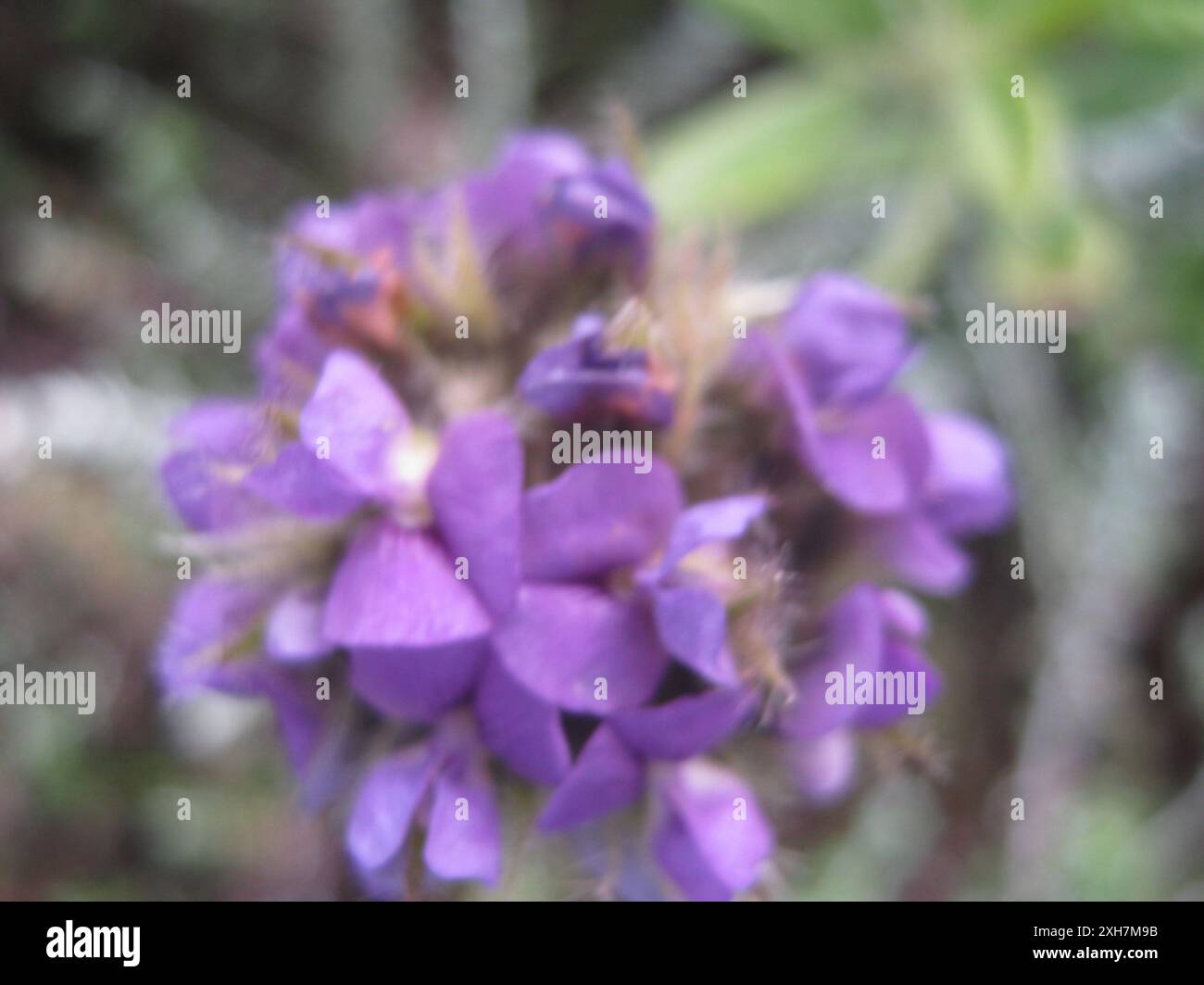 Herolds bay hi-res stock photography and images - Alamy