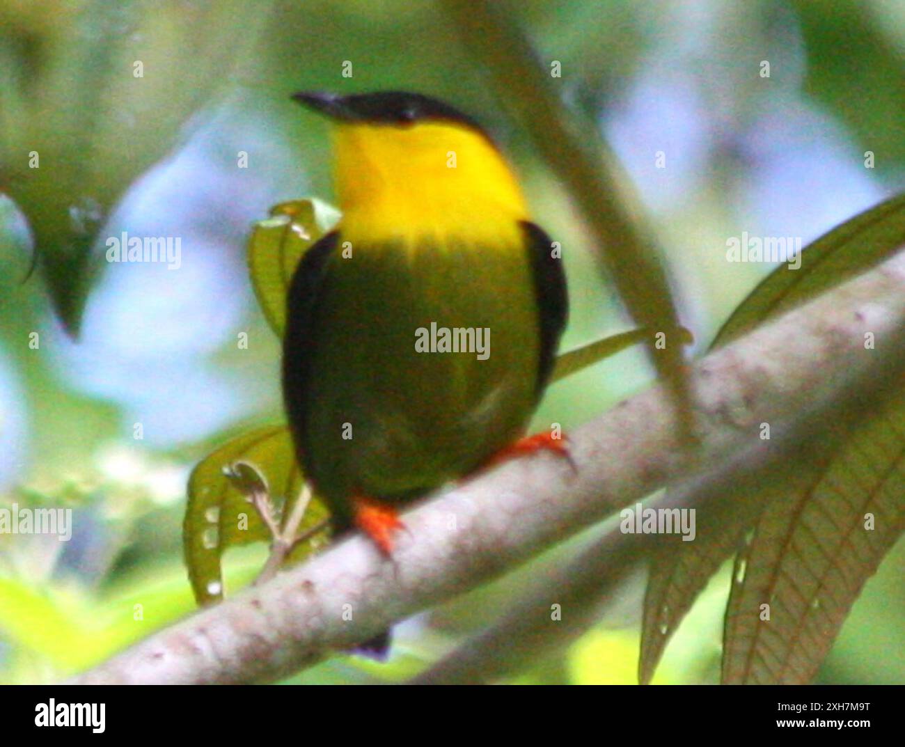 Golden-collared Manakin (Manacus vitellinus) Bocas Del Toro, Bocas Del Toro, Bocas Del Toro, PA ...