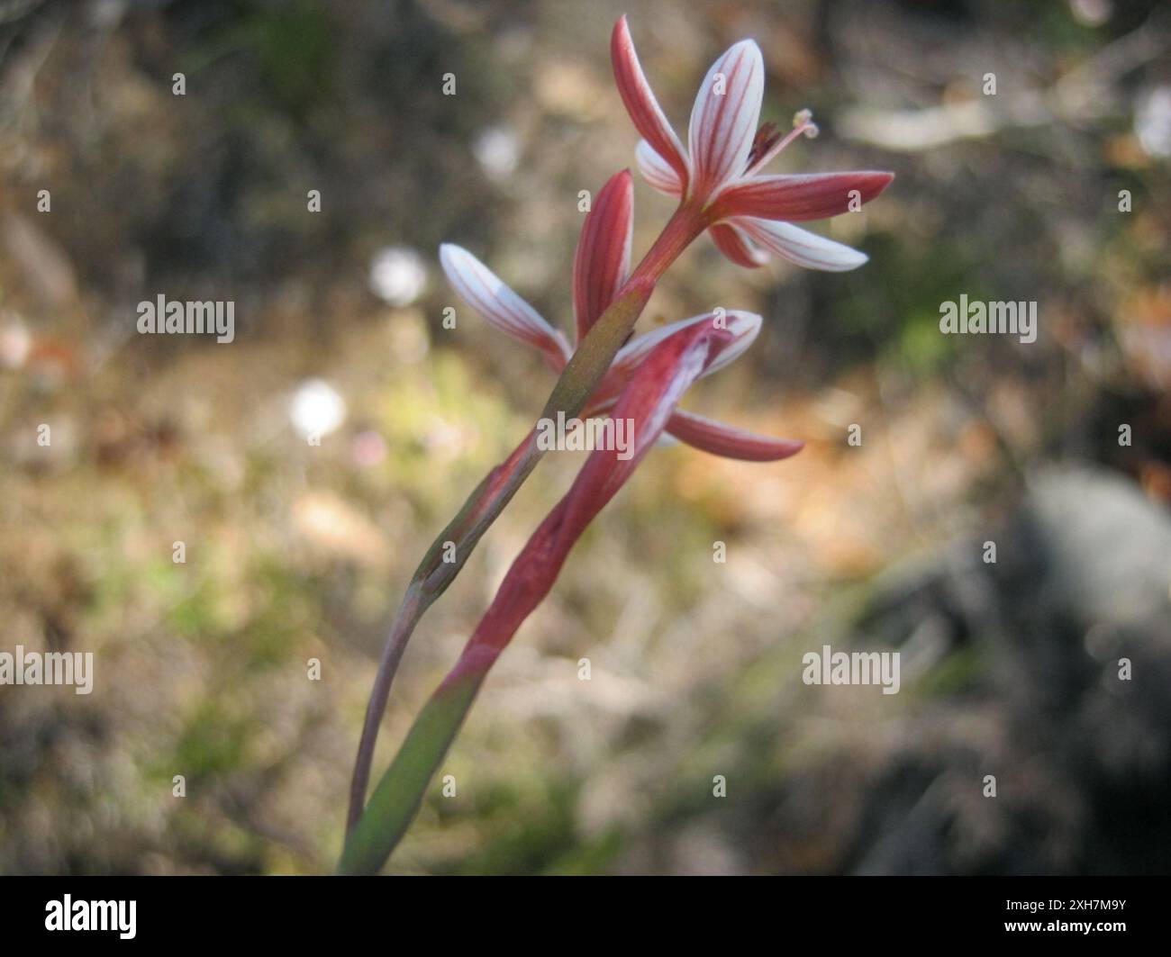 Pink Satin-flower (Geissorhiza ovata) Garcia Pass in the Langeberg ...