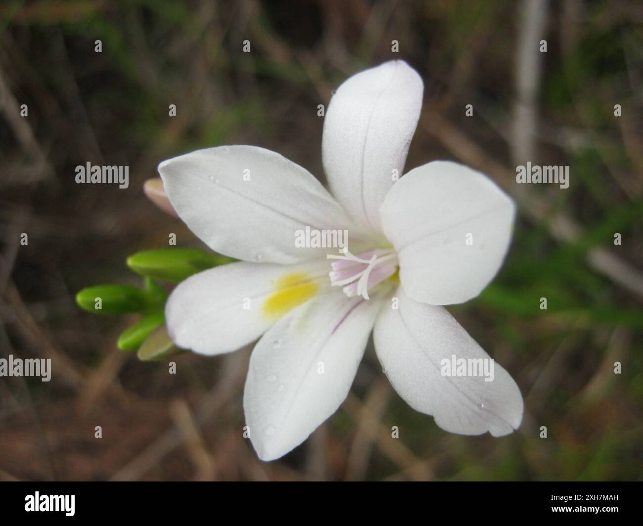 White Kammetjie (Freesia leichtlinii alba) Dune Molerat Reserve Stock ...
