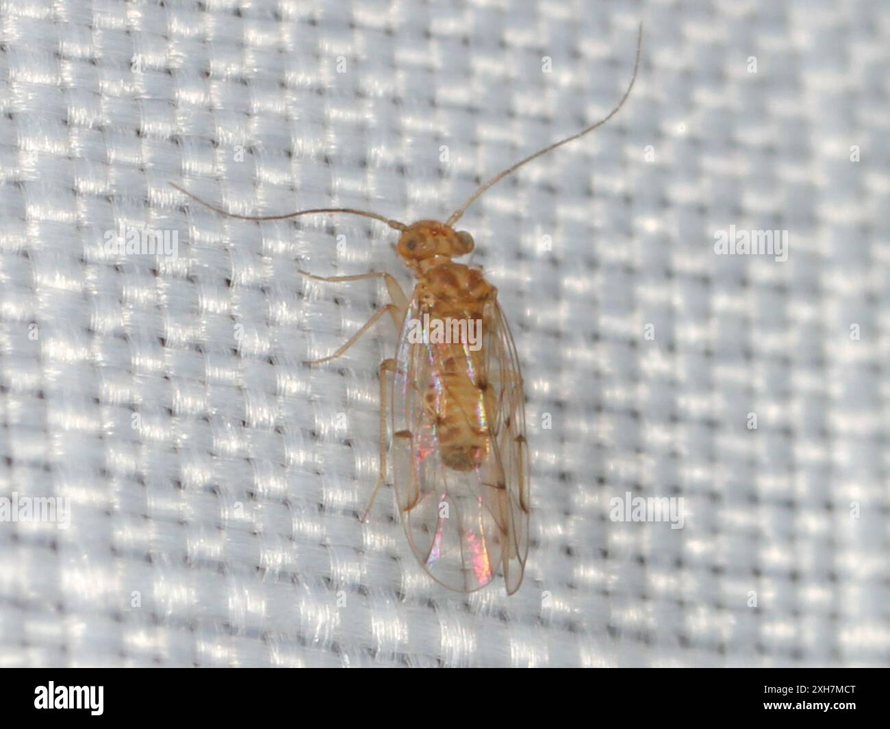 Mclaren park hi-res stock photography and images - Alamy