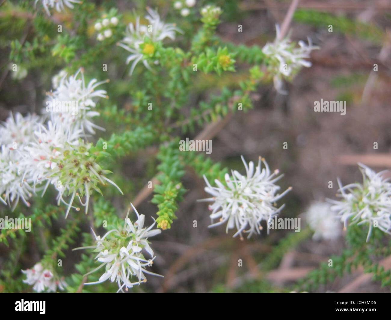 Garlic Buchu (Agathosma apiculata) Goukamma Nature Reserve Stock Photo ...
