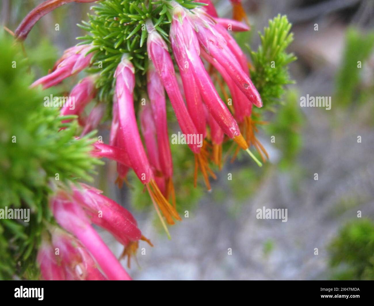 Red Hanging Heath (Erica coccinea coccinea) Camferskloof in the ...