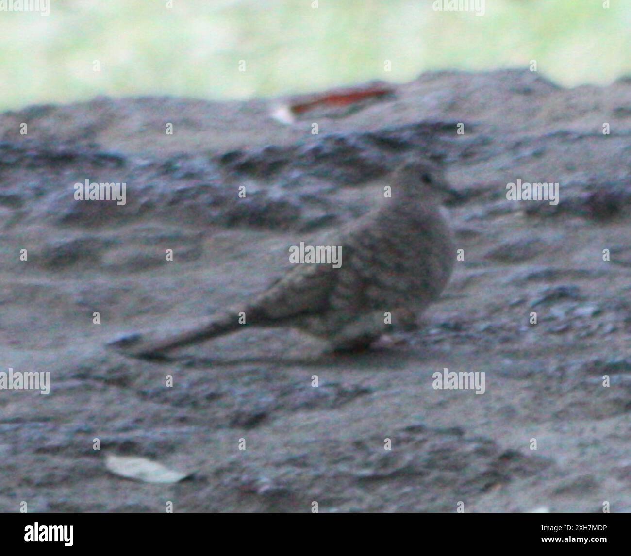 Inca Dove (Columbina inca) UNAM Stock Photo - Alamy