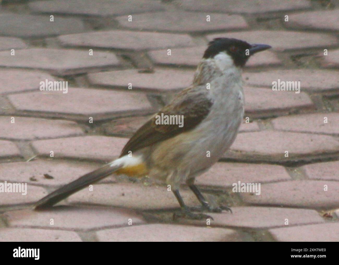 Sooty-headed Bulbul (Pycnonotus aurigaster) Indonesia Stock Photo - Alamy