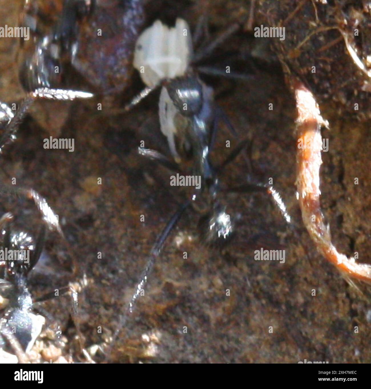 Aphaenogaster sardoa hi-res stock photography and images - Alamy