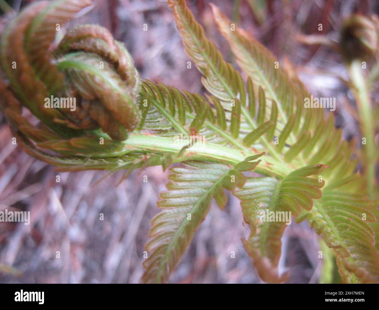 king fern (Todea barbara) Sleeping Beauty in the Langeberg: On the ...