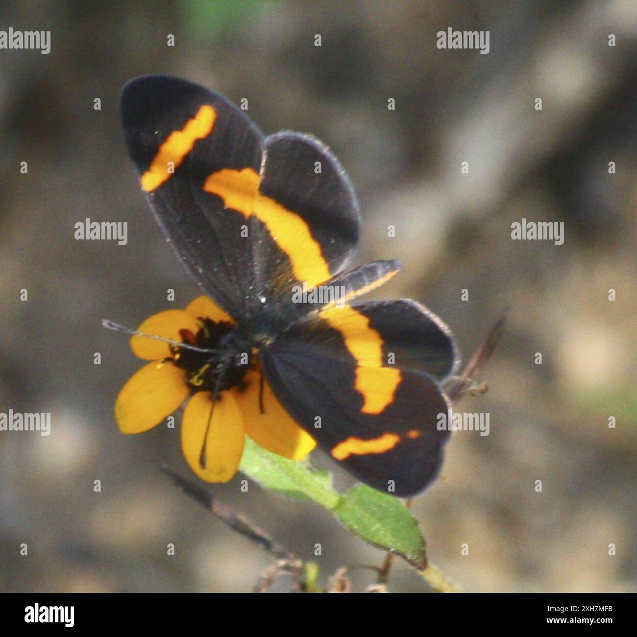 Elf Butterfly (Microtia elva) Sayulita Stock Photo - Alamy