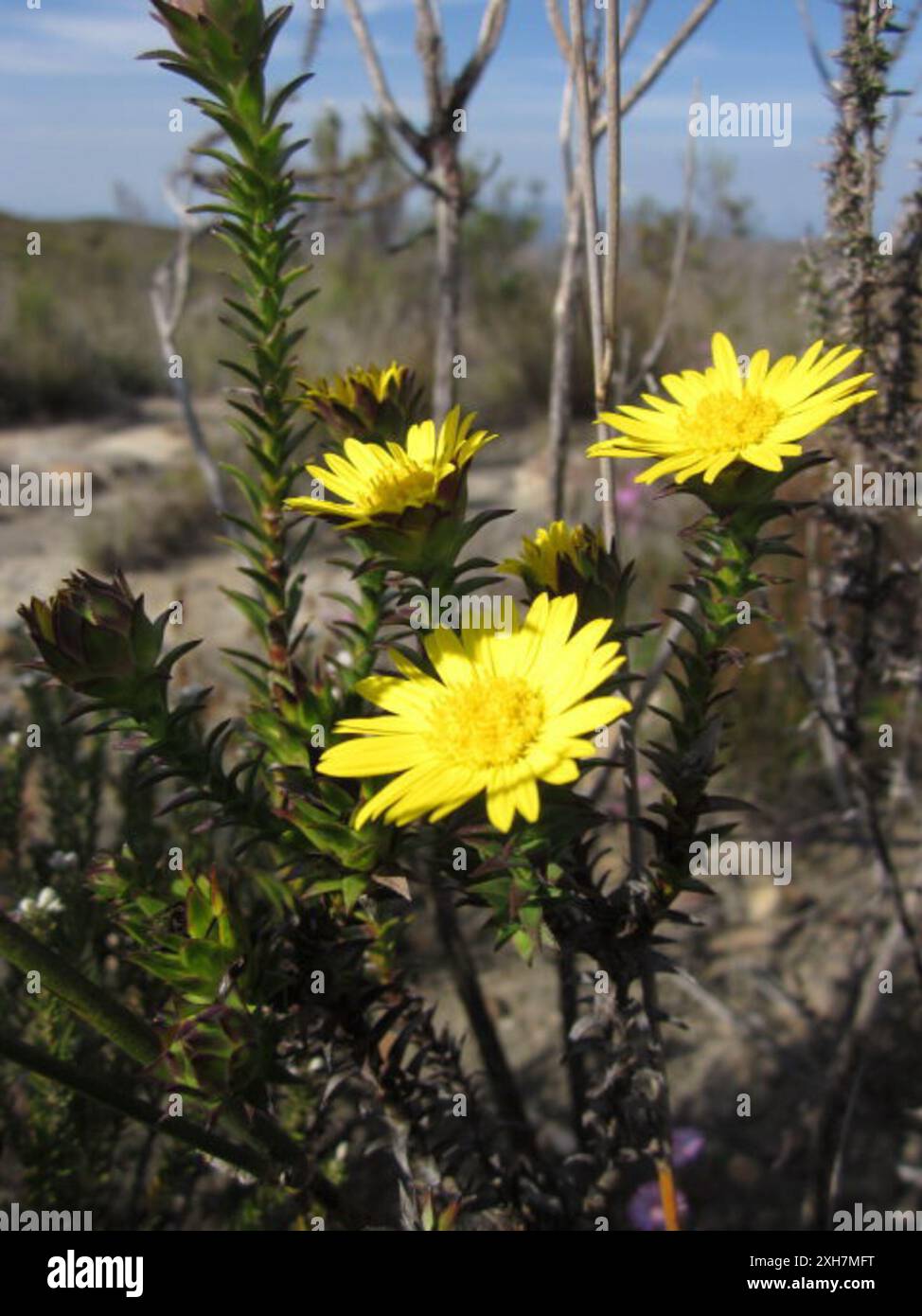 Cape Perdekaroo (Oedera capensis) , Rooiberg Gamka Nature Reserve: Jeep ...