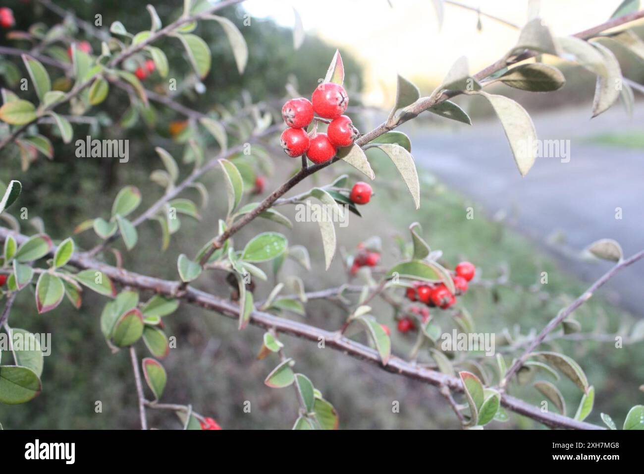 Cotoneaster pannosus hi-res stock photography and images - Alamy