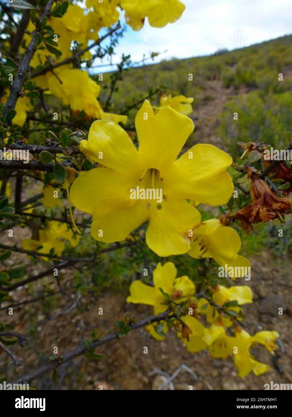 Karoo rhigozum hi-res stock photography and images - Alamy