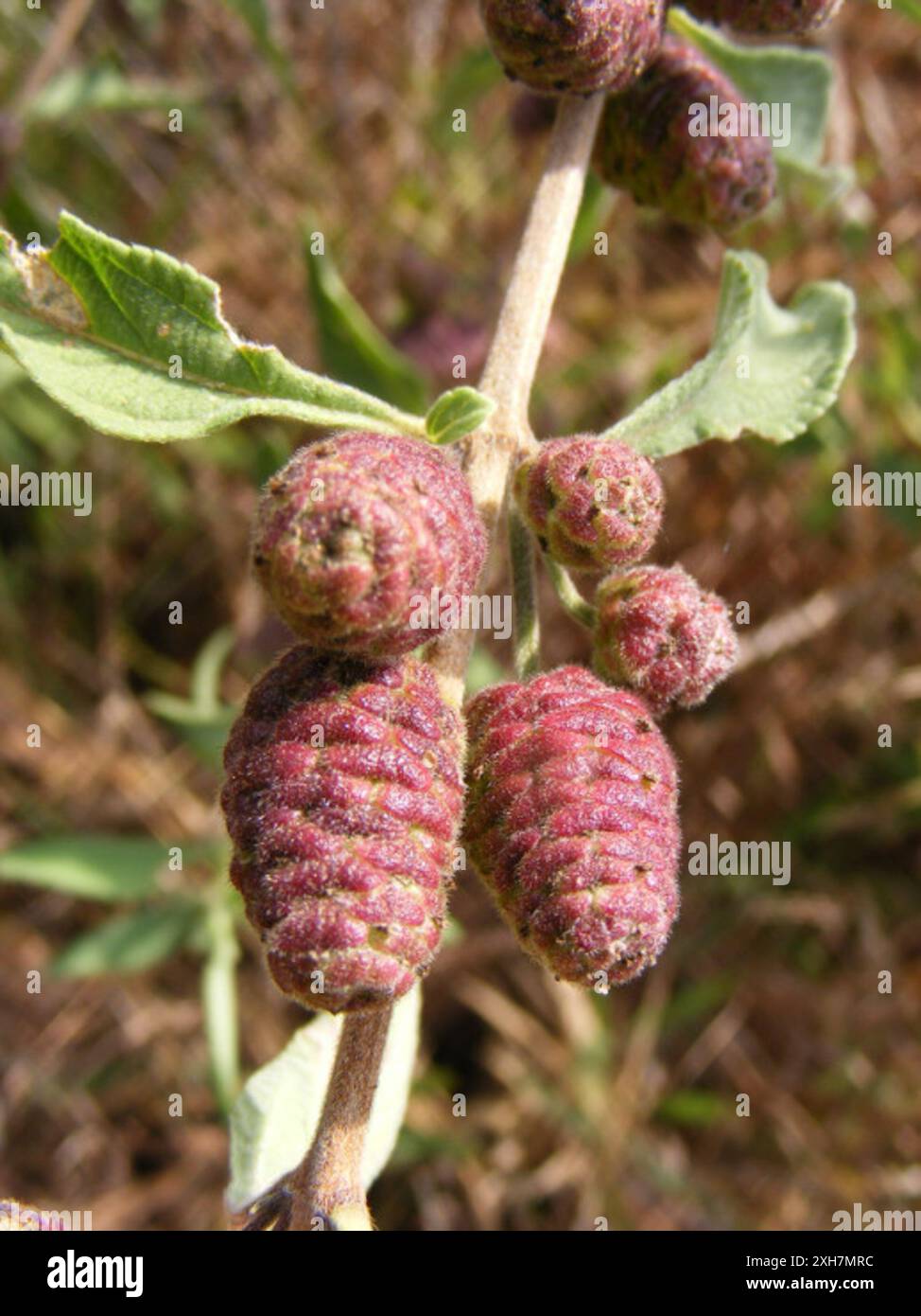 Fever Tea (Lippia javanica) 423, Vilankulo: On Sasol pipeline route ...