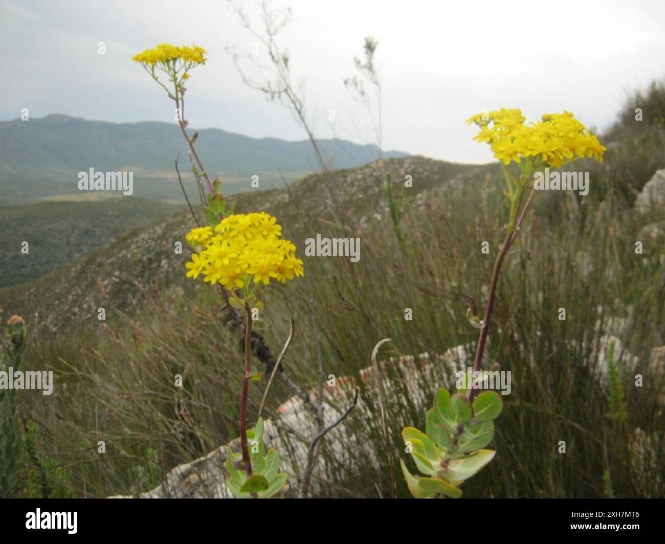 Poorflower Babooncabbage (Othonna parviflora) De Hoek Circuit Groot ...