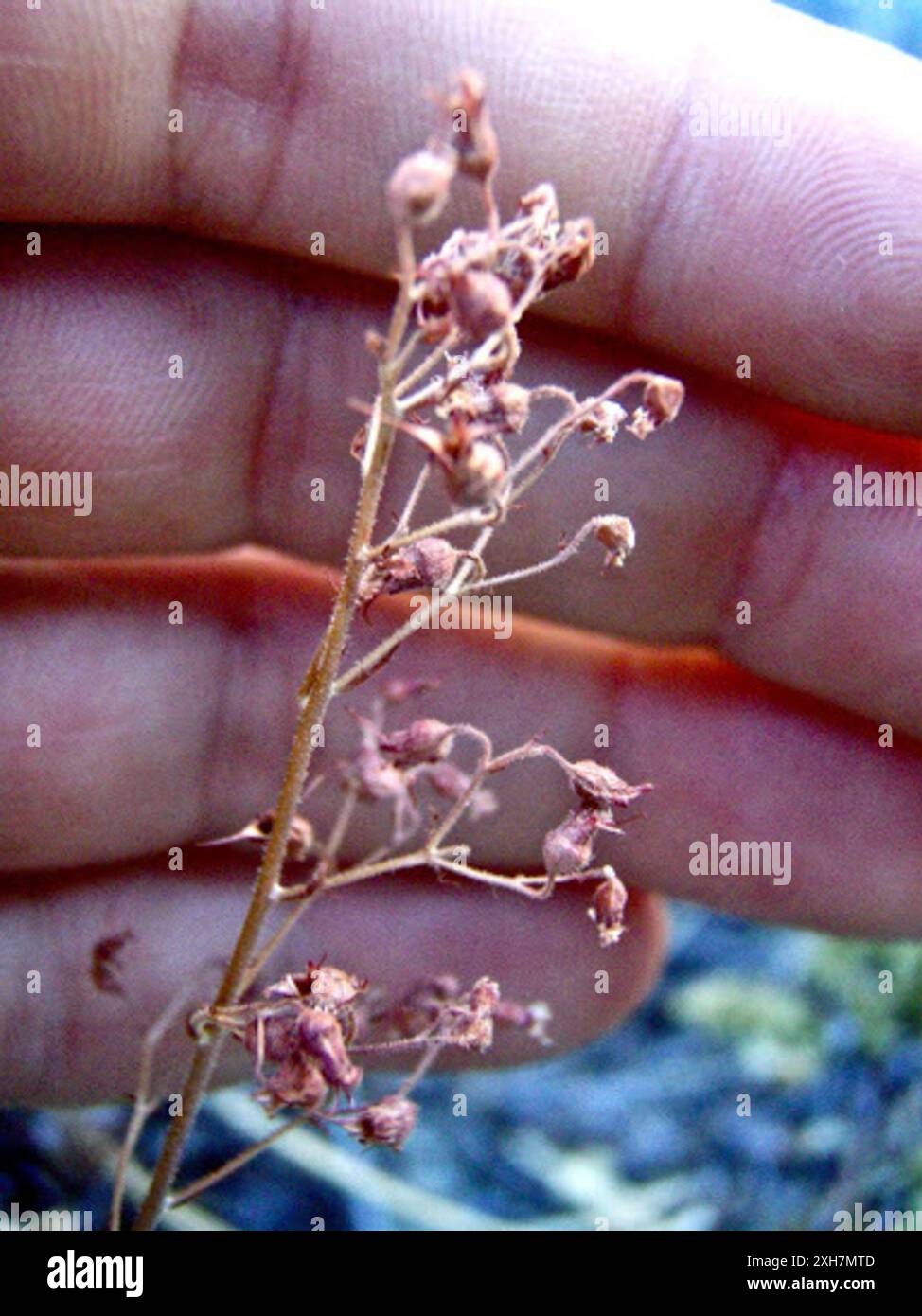 pink alumroot (Heuchera rubescens) California, US Stock Photo - Alamy