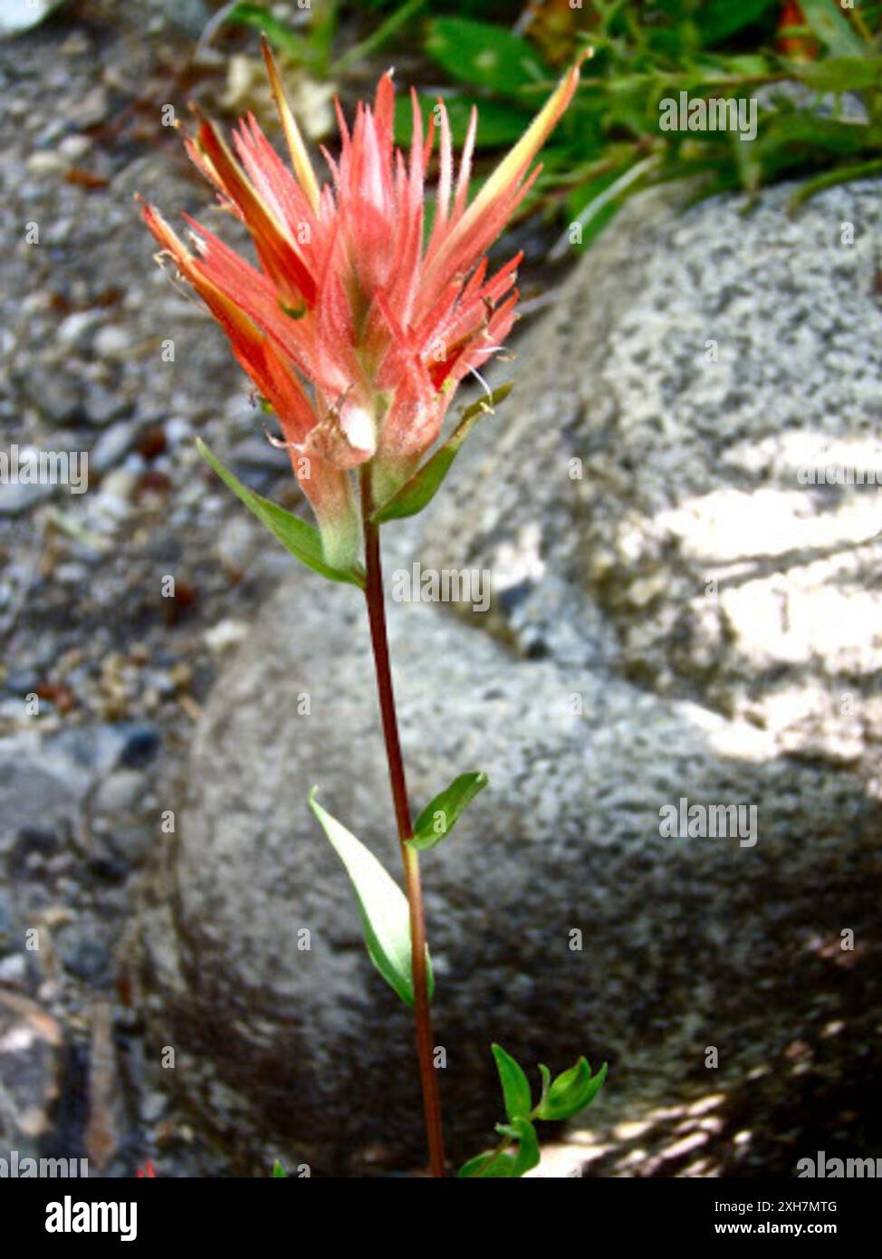 Paintbrushes (Castilleja) California, US Stock Photo - Alamy