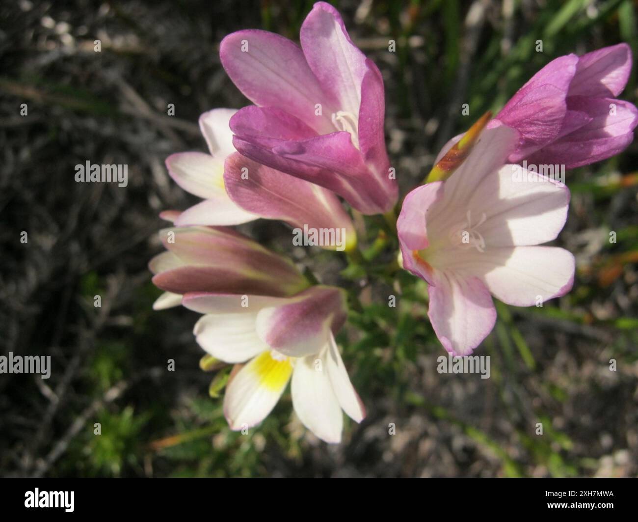 White Kammetjie (Freesia leichtlinii alba) Dune Molerat Trail Stock ...