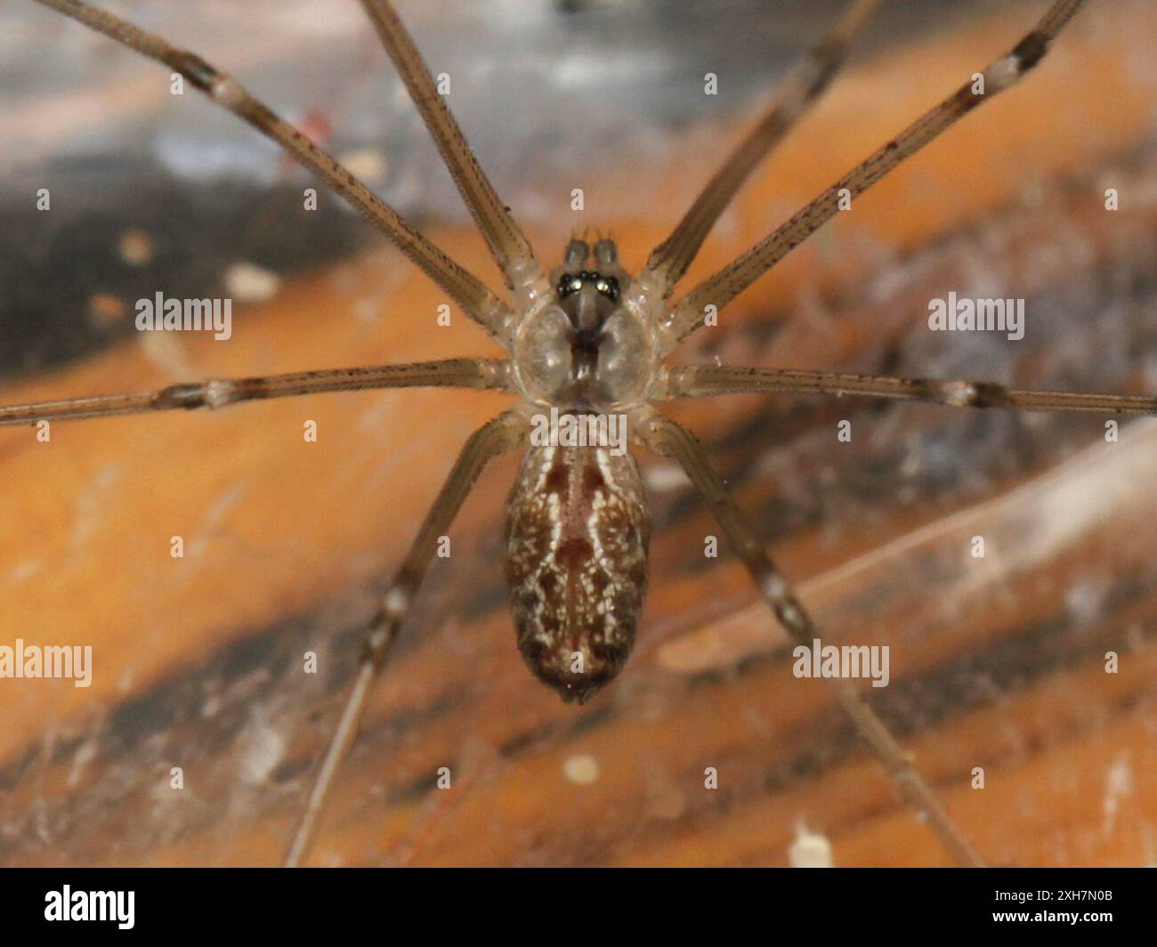 Marbled Cellar Spider (Holocnemus pluchei) Mare Island Naval Complex ...