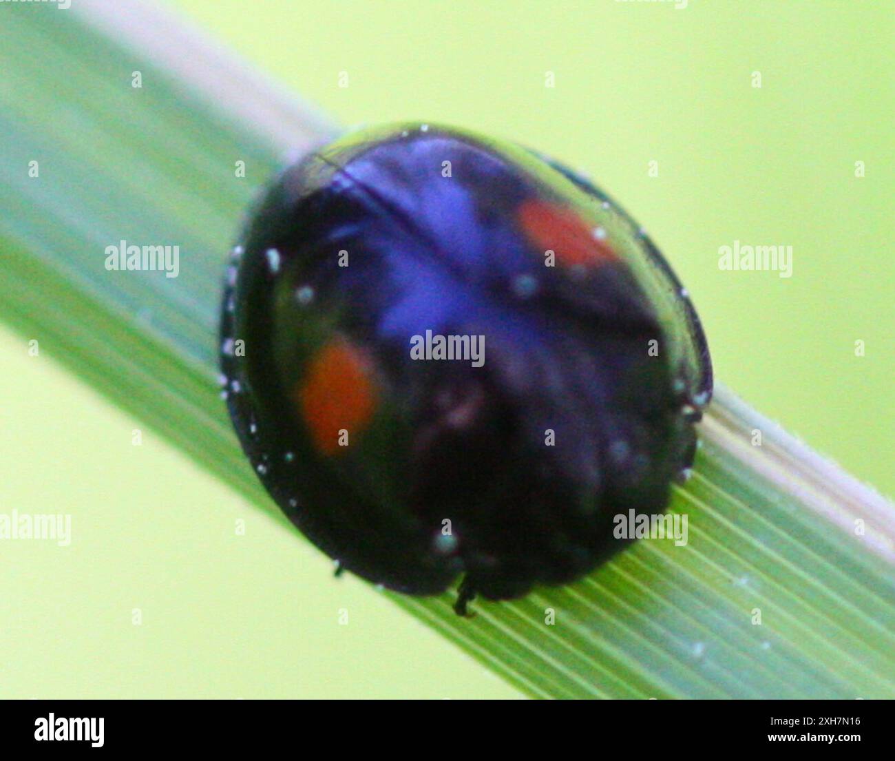 Twice-stabbed Lady Beetles (Chilocorus) sagehen creek fieldstation ...