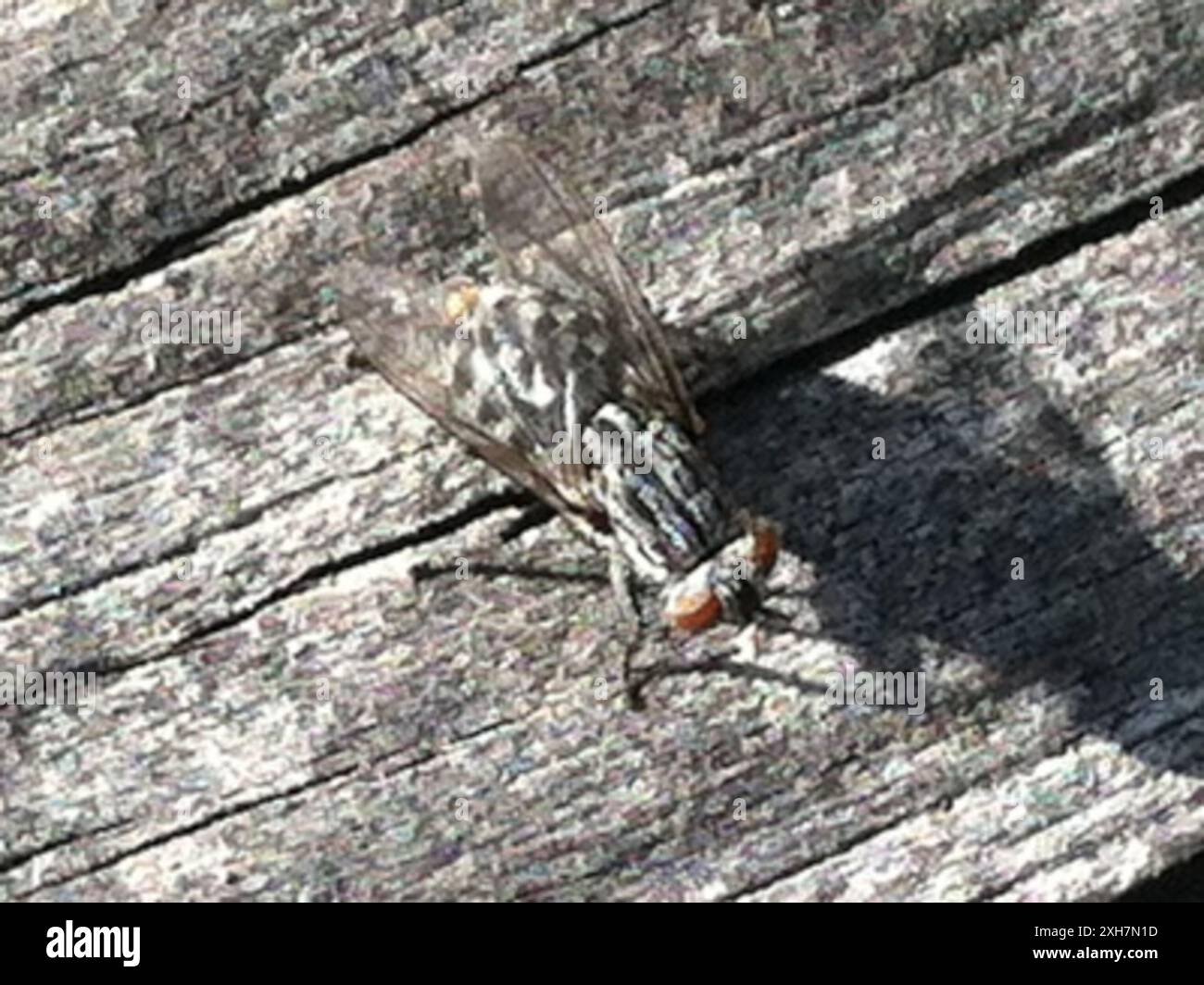 Typical Flesh Flies (Sarcophaginae) McLaren Park, San Francisco Stock ...