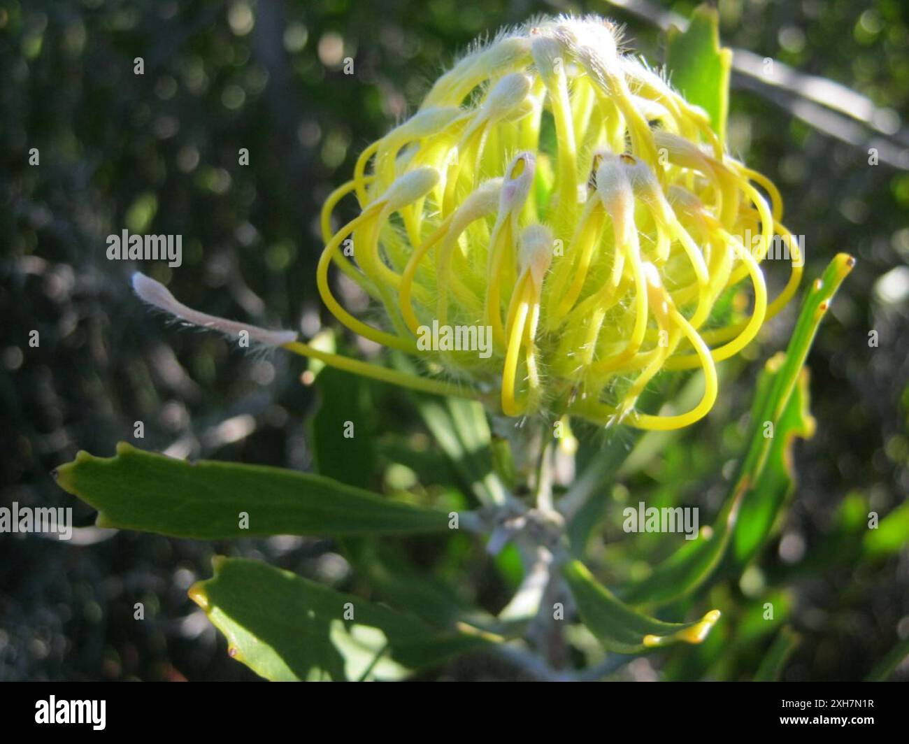 Wartstem Pincushion (Leucospermum cuneiforme) Kouga Wildernis in the ...