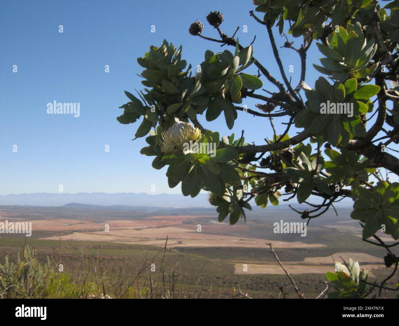 Wagon Tree (Protea nitida) Perdepoort in the northern Outeniquas Stock ...