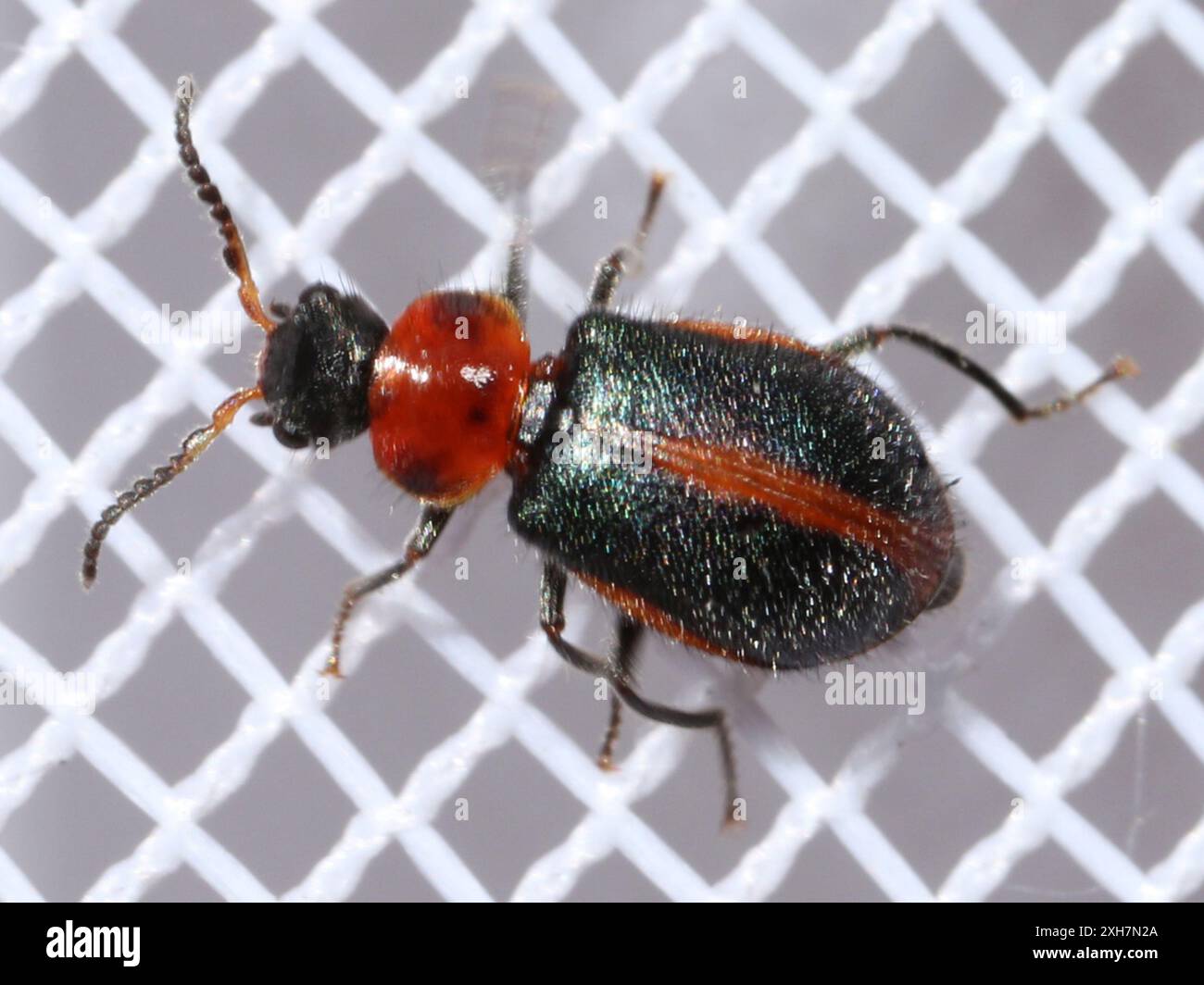 (Collops) McLaren Park, San Francisco, California, US Stock Photo - Alamy