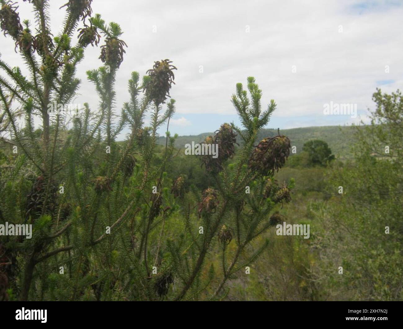 Bottle Green Heath (Erica sessiliflora) Dune Molerat Reserve Stock ...