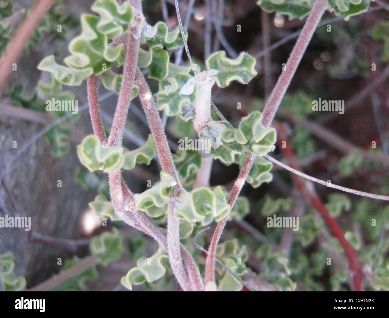Kambro hi-res stock photography and images - Alamy