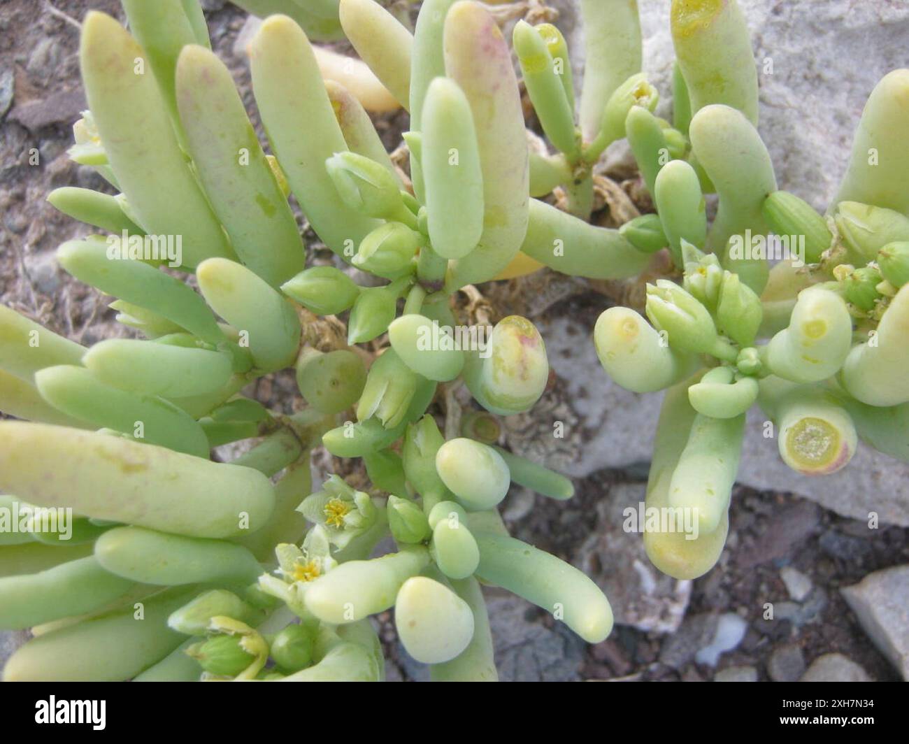 Baboon's-food (Augea capensis) Triangle in the Gamkaberg Nature Reserve ...