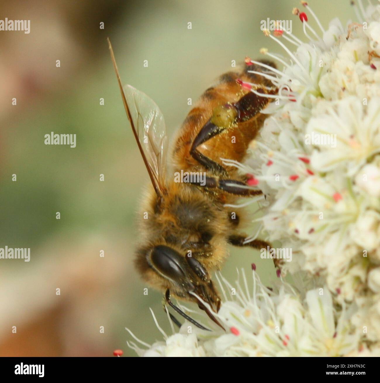 Western Honey Bee (Apis mellifera) San Francisco, California, United ...