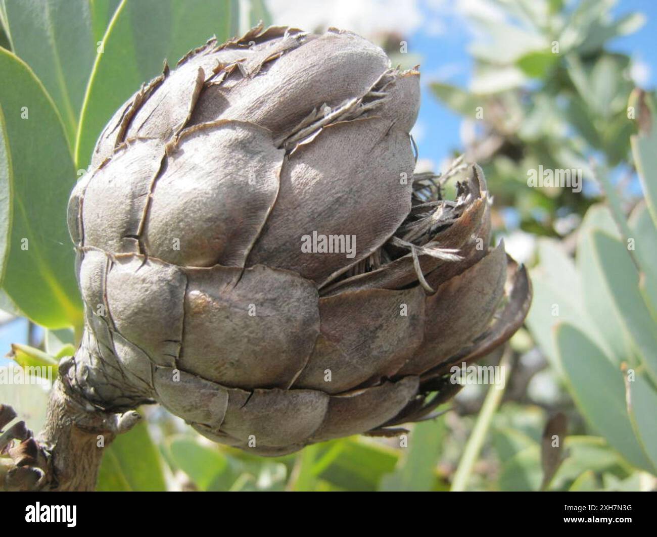 Wagon Tree (Protea nitida) Camferskloof in the Outeniquas Stock Photo ...