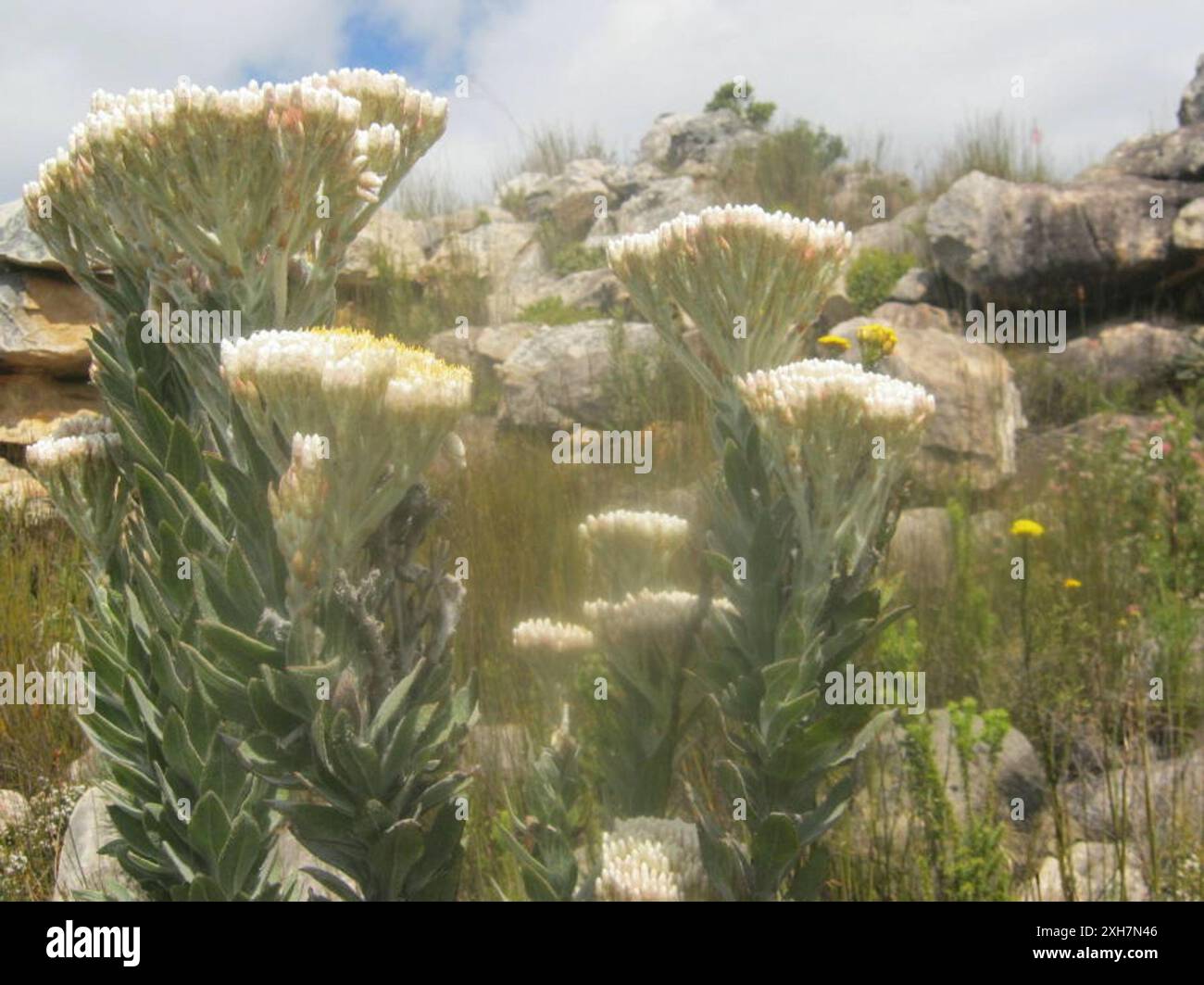 Button Sewejaartjie (Syncarpha milleflora) De Hoek in the Swartberg ...