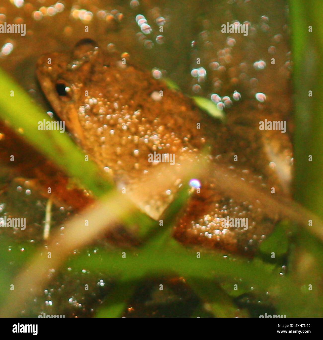 Sumatran Puddle Frog (Occidozyga sumatrana) Ubud bali Stock Photo - Alamy