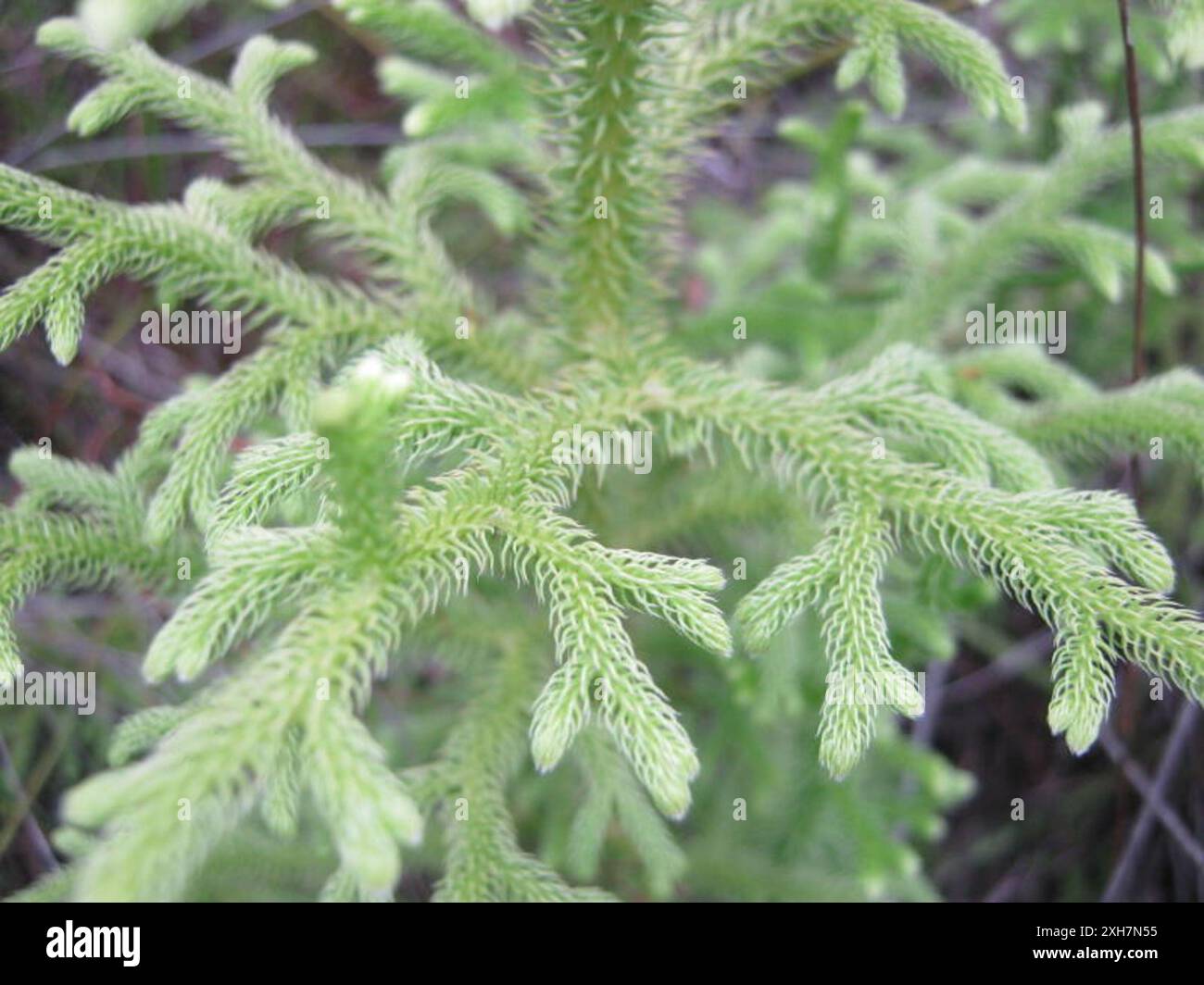 Palhinhaea cernua hi-res stock photography and images - Alamy