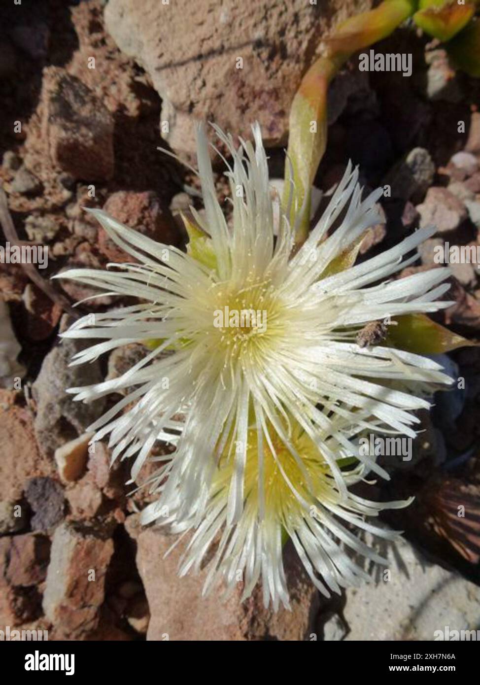 Namaqua Skeletonfig (Mesembryanthemum tortuosum) , Eden, ZA-WC, ZA ...