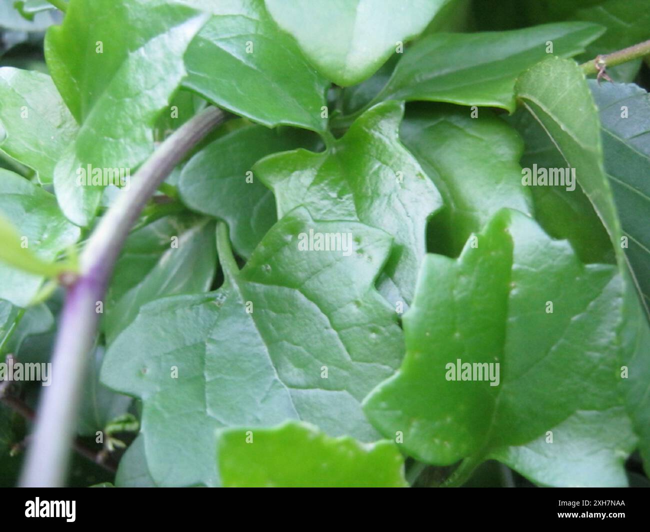 creeping groundsel (Senecio angulatus) Dune Molerat Reserve Stock Photo ...