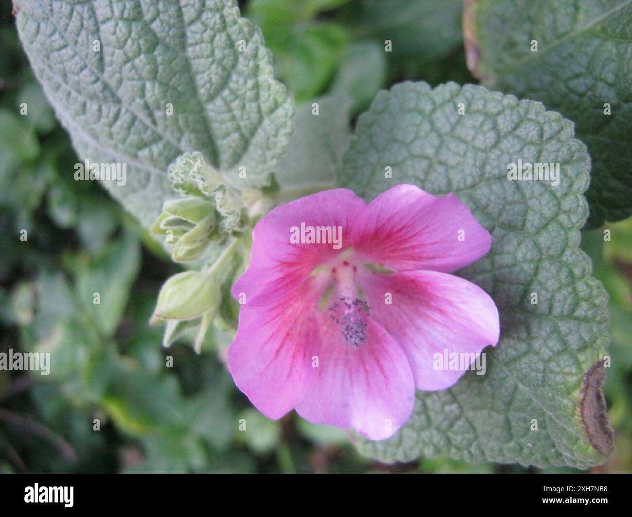 Sandrose Mallow (Anisodontea scabrosa) Kranshoek between Plett and ...
