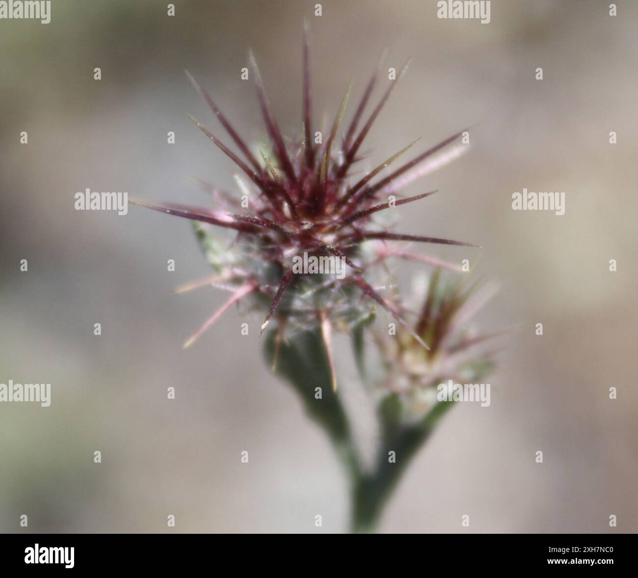 Maltese star-thistle (Centaurea melitensis) 114–256 Radio Rd, Brisbane ...