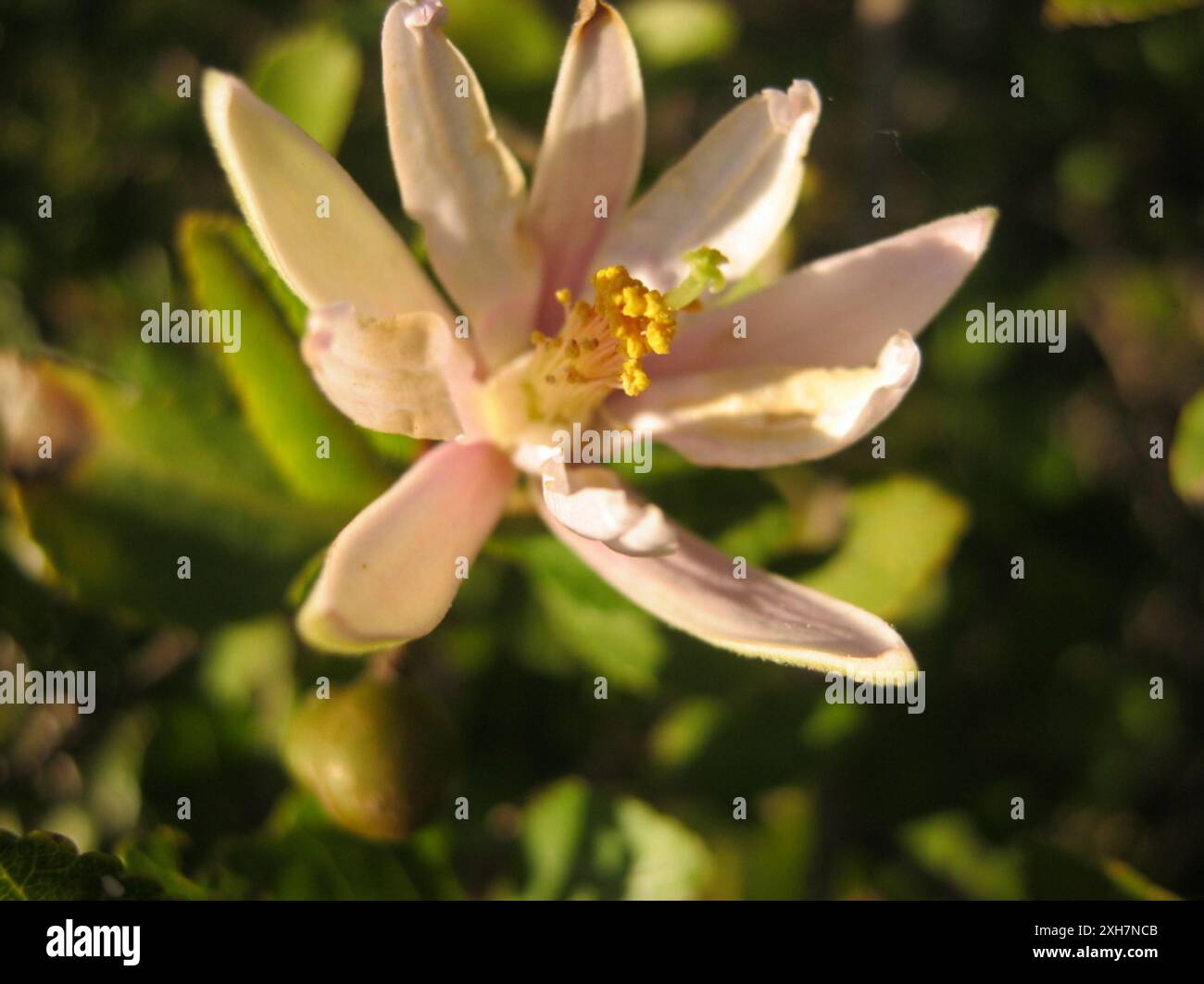 Crossberry (Grewia occidentalis) Dune Molerat Trail Stock Photo - Alamy