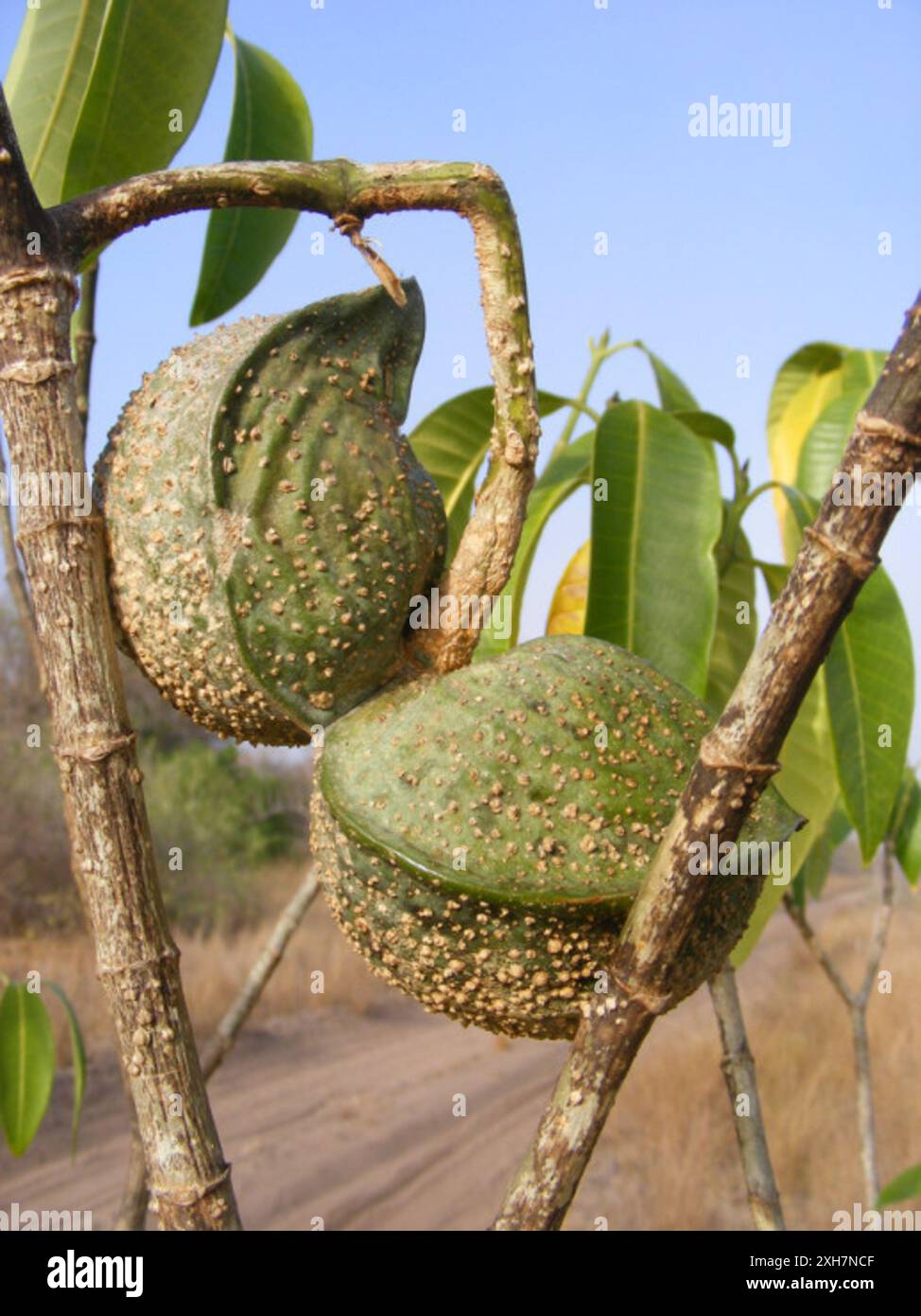 Toadtree hi-res stock photography and images - Alamy