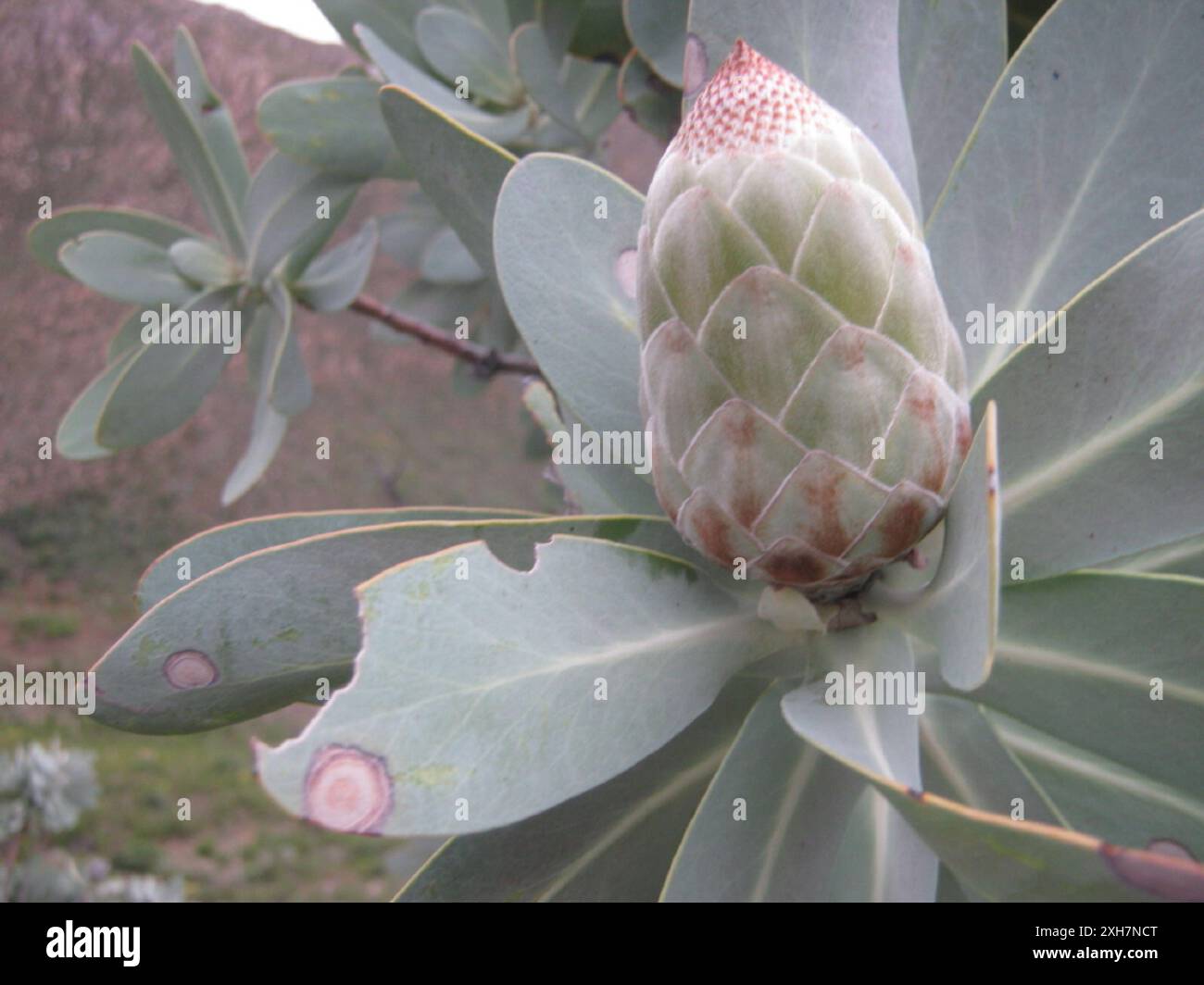 Wagon Tree (Protea nitida) De Hoek Circuit Groot Swartberg Stock Photo - Alamy