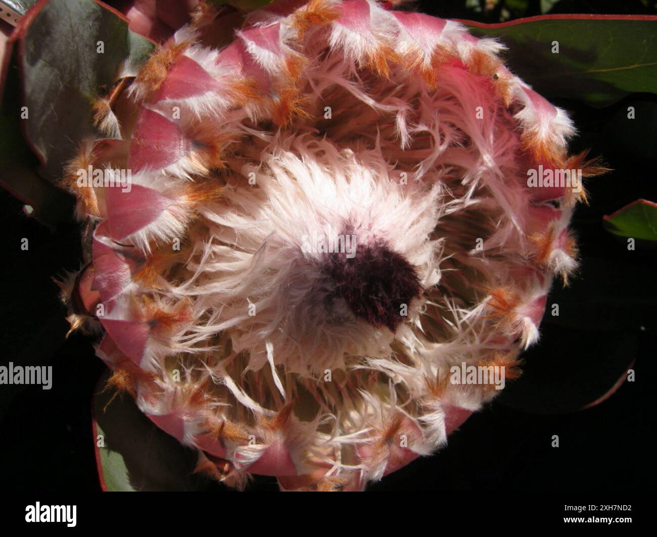 Queen protea protea magnifica hi-res stock photography and images - Alamy