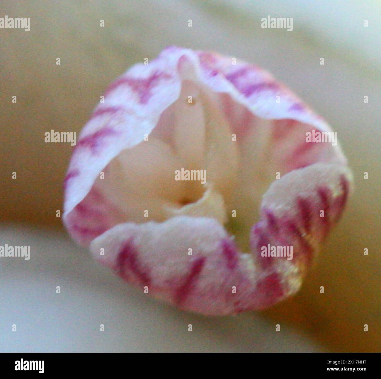 Narrow-leaved Montia (Montia linearis) sagehen creek fieldstation Stock ...